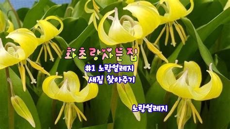 화초랑사는집 나누리야생화 에서 데려온 노랑얼레지 분갈이 동강할미꽃 분갈이는 오후7시 업로드 됩니다 Youtube