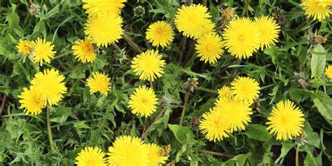 Dandelions Got You Down Dont Despair Professional Weed Control Could Be The Cure Longhorn