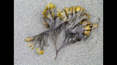 Department Of Botany