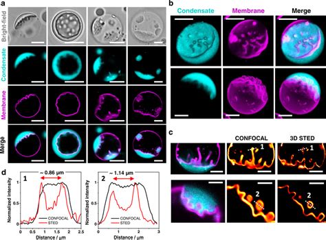 Ruffling And Fingering Of The Membrane Condensate Interface Leads To Download Scientific