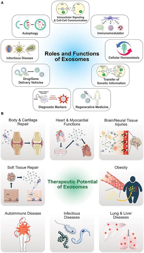 Figure 6 From Protective Role Of Engineered Extracellular Vesicles Loaded Quercetin