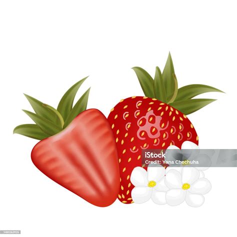 전체 딸기와 꽃과 얇게 썬 반 딸기 스티커 및 티셔츠 디자인 포스터 로고 라벨 배너 스티커 제품 포장 디자인 등 벡터 그림 0