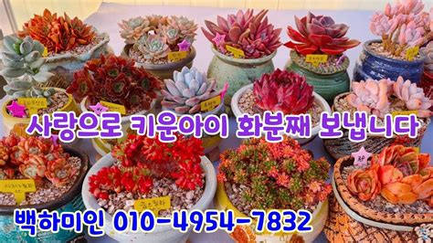 220116📍백하미인 스타마크 아이시그린 롤리폴리 루비파이어 먼로철화 루비도나 뭉크 라즈아가 Youtube