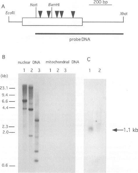 Dna And Rna Gel Blot Analyses Of The Rice Coxvb Gene A Schematic