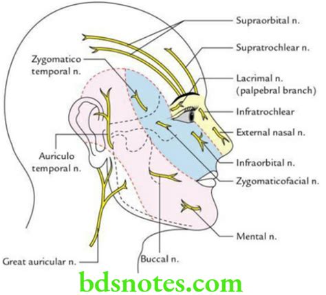Scalp Temple And Face Anatomy Notes Bds Notes