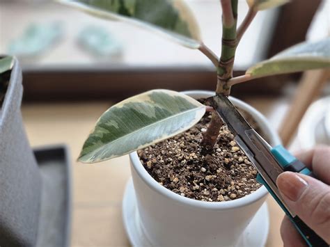 수채화고무나무 가격 및 크게 키우기