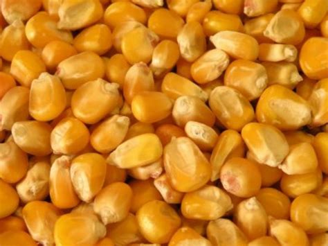 팝콘 펑튀기 재료 건조 옥수수알 10kg 2020년 헬로마켓