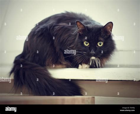 Black Fluffy Cat With Green Eyes Black And White Cats 11 Fascinating