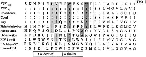 Sequence Alignment Of The Tm Ectodomain Junction Of Vsv G Protein With