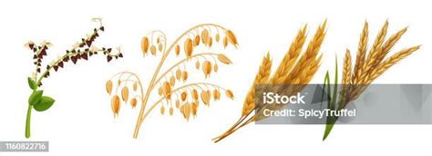 사실적인 시리얼 귀리 밀 쌀과 보리 귀 3d 농업 건강 식품 및 수확 씨앗 벡터 절연 작물 세트 3차원 형태에 대한 스톡 벡터 아트 및 기타 이미지 Istock