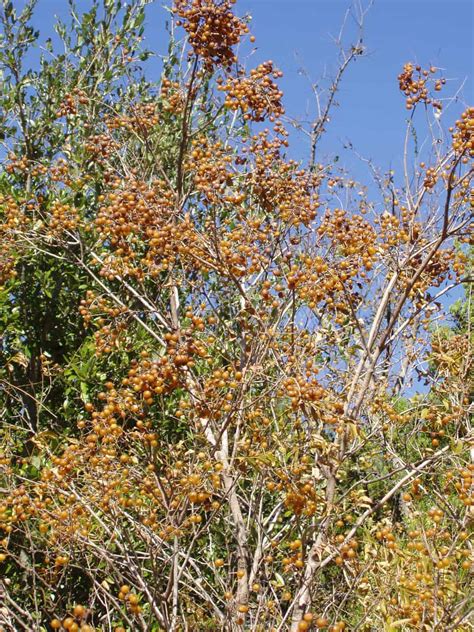 26 Most Common Trees In Oklahoma ProGardenTips