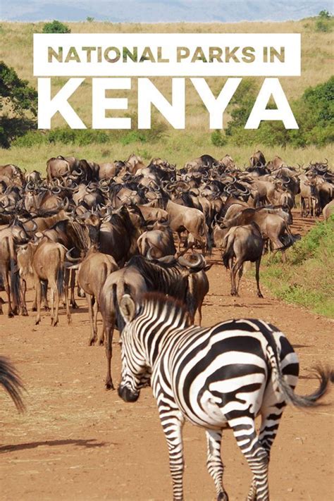 Discover Kenyas 61 National Parks