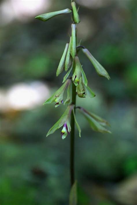 Cremastra Appendiculata Saihairan