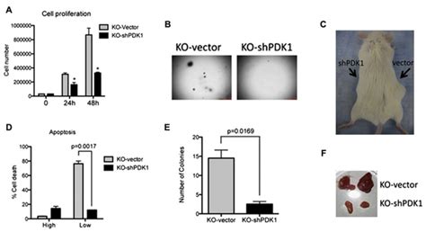 精准肿瘤模型构建——肿瘤代谢研究 知乎