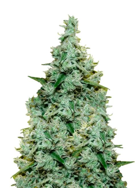 Amnesia Fast Version Seeds By Dutch Genetics Growdiaries