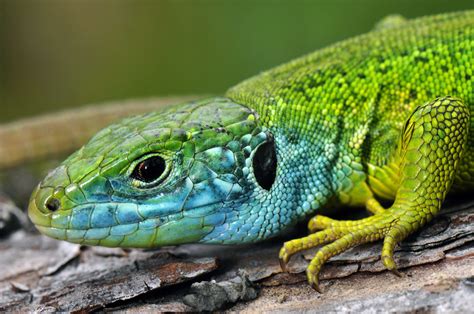 Lézard à deux raies - Lacerta bilineata | Biodiv'Mercantour - Parc ...