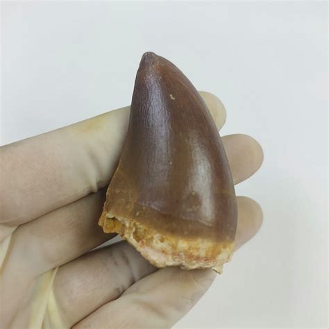 24 Rare Mosasaurus Prognathodon Tooth Dinosaur Fossil Fossilpaleo