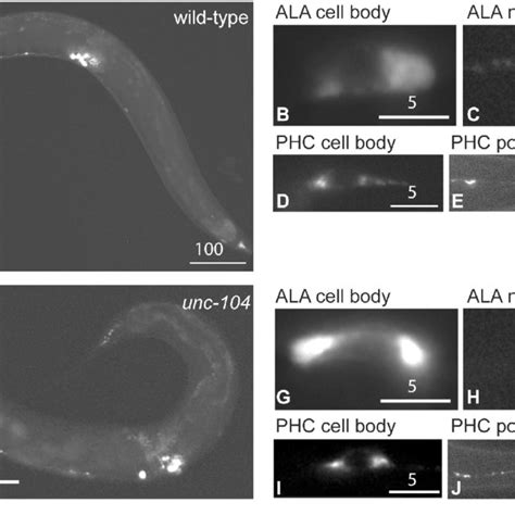Ida 1gfp Expression In Adult Hermaphrodite C Elegans Wild Type A E Download Scientific