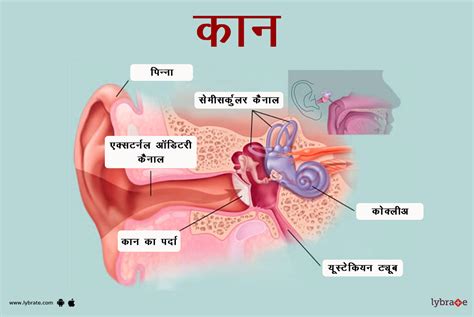 कान शरीर रचना चित्र कार्य बीमारी इलाज