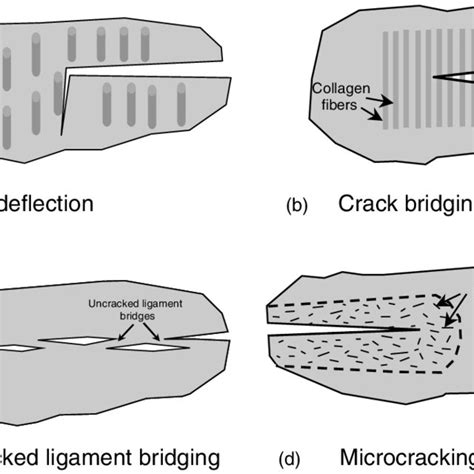 The Hierarchical Microstructure Of Human Cortical Bone Showing The Download Scientific Diagram