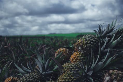 파인애플 아프리카 색깔 Pixabay의 무료 사진 Pixabay