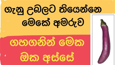 Wal Katha Sri Lanka Gril ගහගනින් මෙක අස්සෙ Youtube