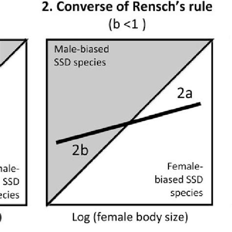 Potential Relationship Between Sexual Size Dimorphism SSD And Body Download Scientific