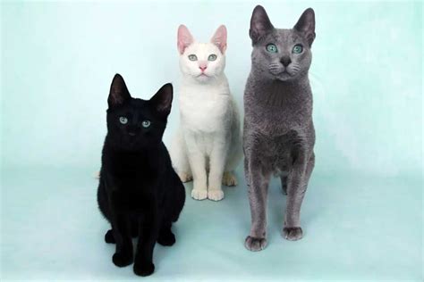 Gatos Rusos Blancos Y Negros Características Y Carácter Razas De Gatos