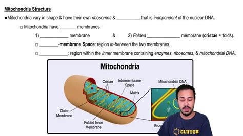 Mitochondria Definition