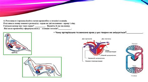 Порівняння будови кровоносної системи хребетних тварин Практична робота №4 презентация онлайн