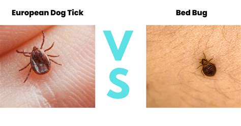 Ticks Vs Bed Bugs What Are The Differences Pestseek