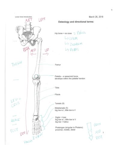 Lower Limb Introduction Flashcards Quizlet