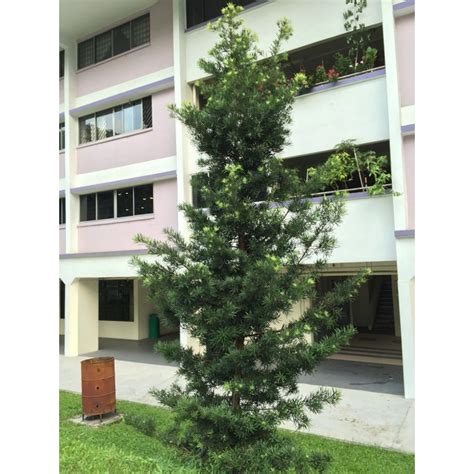 Buy Podocarpus Macrophyllus Buddhist Pine Guan Lee Heng Landscaping Pte Ltd