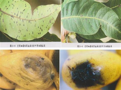 芒果细菌性角斑病