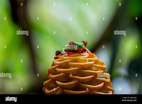 Red Eyed Treefrog Agalychnis Callidryas In Costa Rica Rainforest