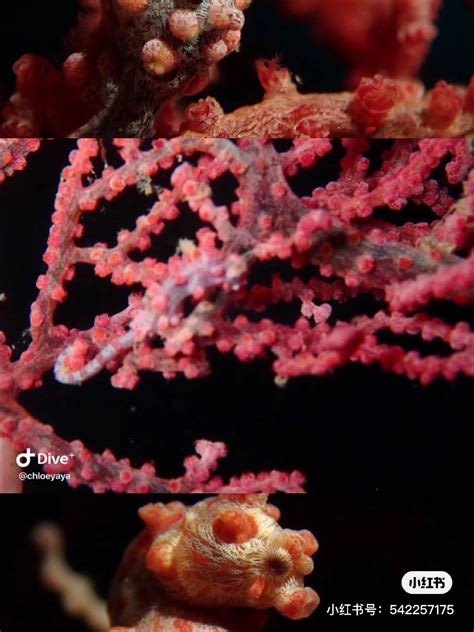 用户照片 Hippocampus bargibanti 豆丁海马 喵潜AI鱼类辨识 FISH ID 你的在线鱼书