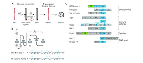 Function And Structure Of Rnase H Like Proteins A Reverse