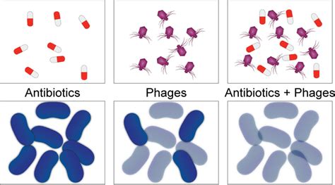 Which Is Better Antibiotics Or Phage Therapy The Phage