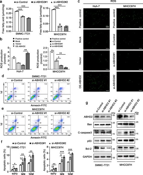 Lipid Metabolism Modulator Abhd2 Contributes To The Malignant Behaviors