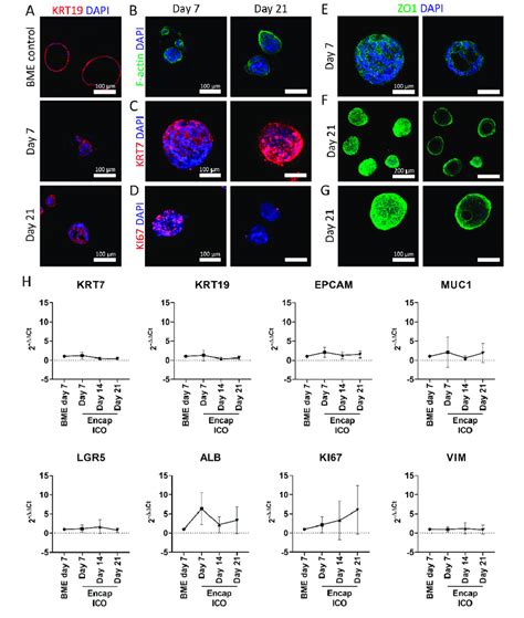 Assessment Of Cholangiocyte Markers Of Ico Cultured In Microcapsules
