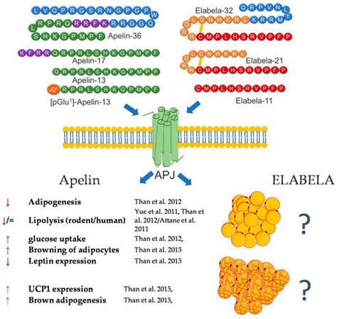 Peptide Hormones And Adipose Tissue Encyclopedia MDPI