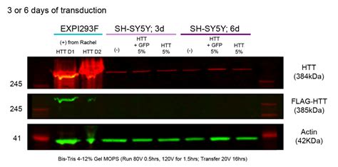 Project Overview Overexpressing Htt In Neuronal Cells