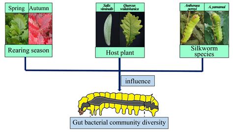 Influences Of Rearing Season Host Plant And Silkworm Species On Gut