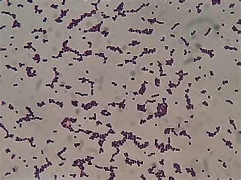 Staphylococcus Sciuri Introduction Morphology Pathogenicity