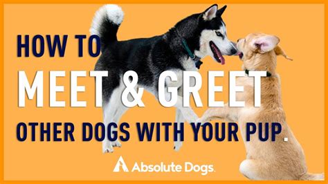 How Dogs Should Greet Each Other
