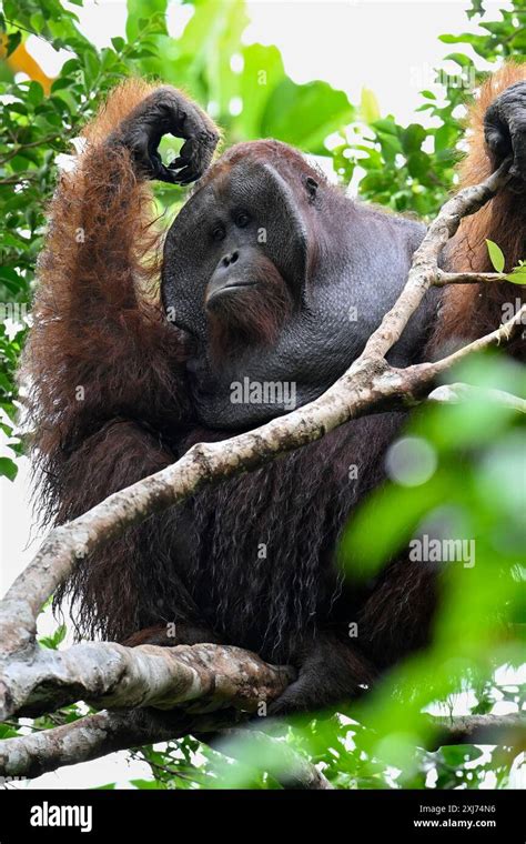 Adult Flanged Male Bornean Orangutan Pongo Pygmaeus Photographed In
