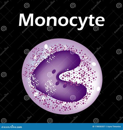 Granulocyte Macrophage Colony Stimulating Factor Gm Csf Molgramostim Sargramostim Molecule