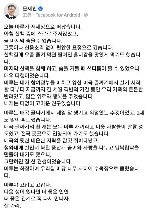 헐 마루 무지개다리 건넜대 문재인 그 반려견 맞음 인스티즈 Instiz 익명잡담 카테고리