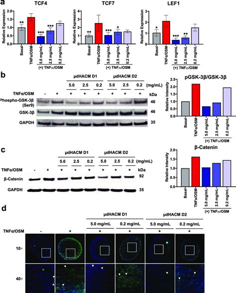 μdhacm Inhibits Wnt β Catenin Signaling Pathway In Tnf α Osm Stimulated Download Scientific