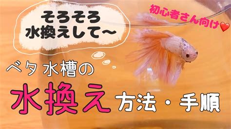 【ベタ飼育】初心者にもわかりやすく解説＆実践 水換え方法・手順 ベタ ベタの飼育 ベタ水槽 Bettafish Youtube